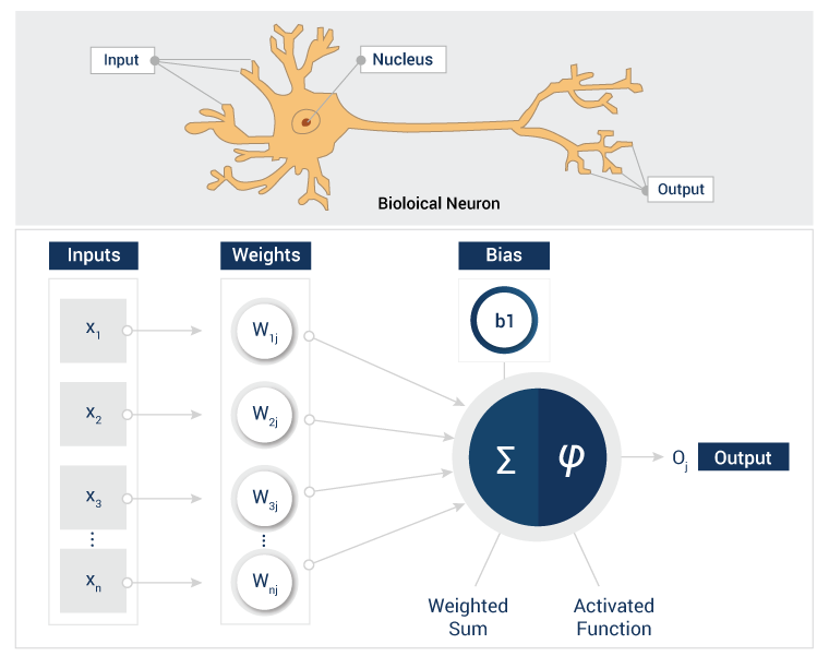 Understanding Artificial Neural Networks